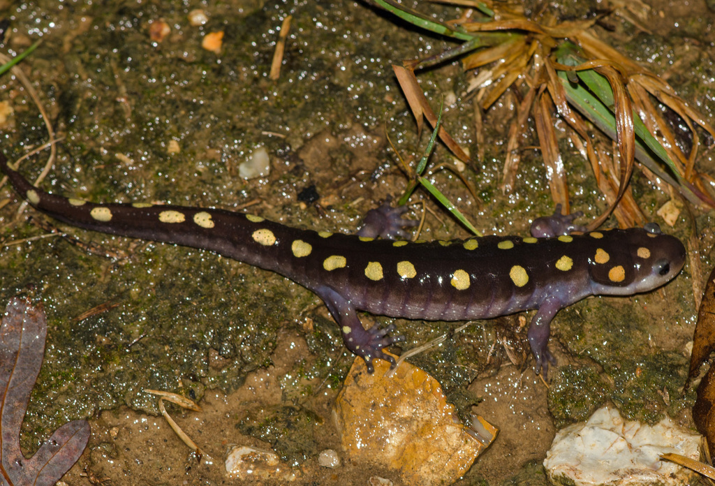 Spotted Salamander in November 2024 by Jack and Shirley Foreman ...