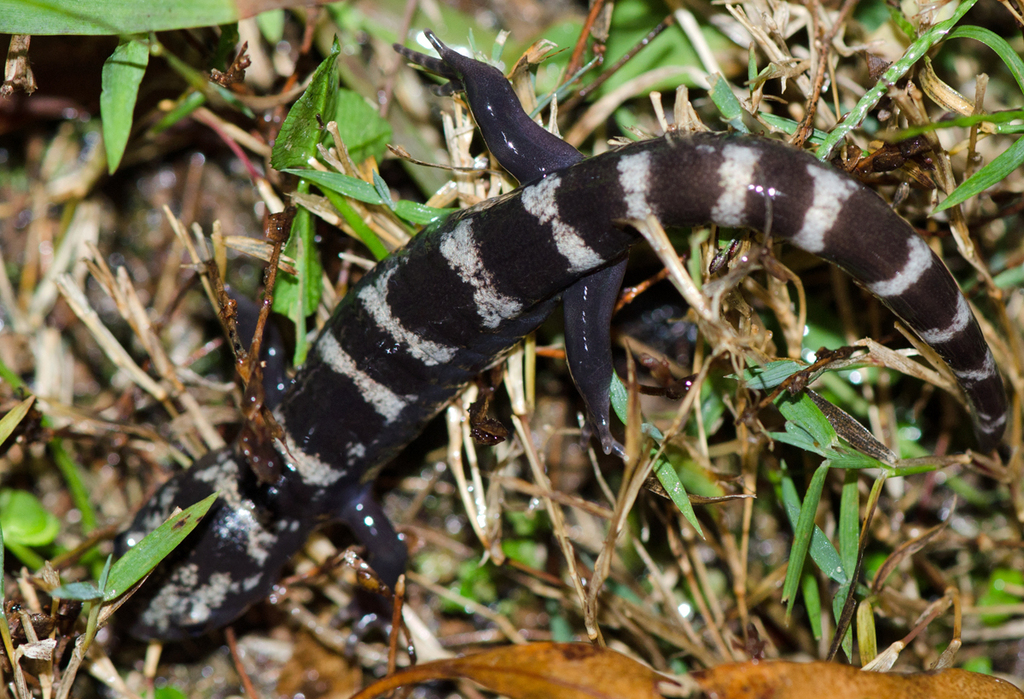 Marbled Salamander in November 2024 by Jack and Shirley Foreman ...