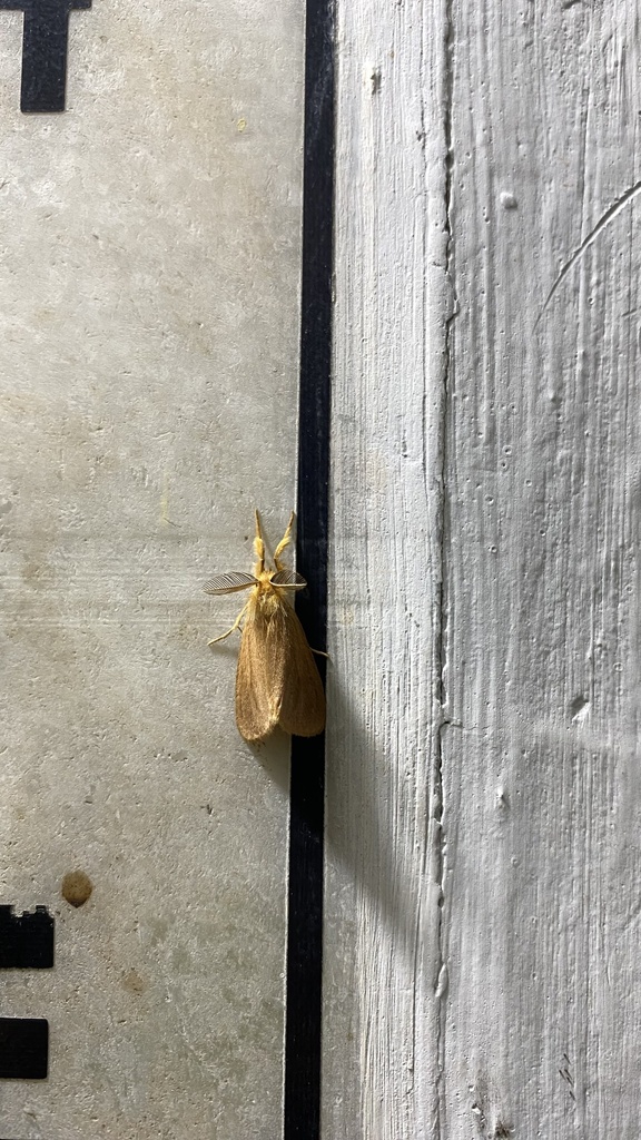 Tussock Moths from Shagarha Nadi, Kalahandi, Odisha, IN on November 4 ...