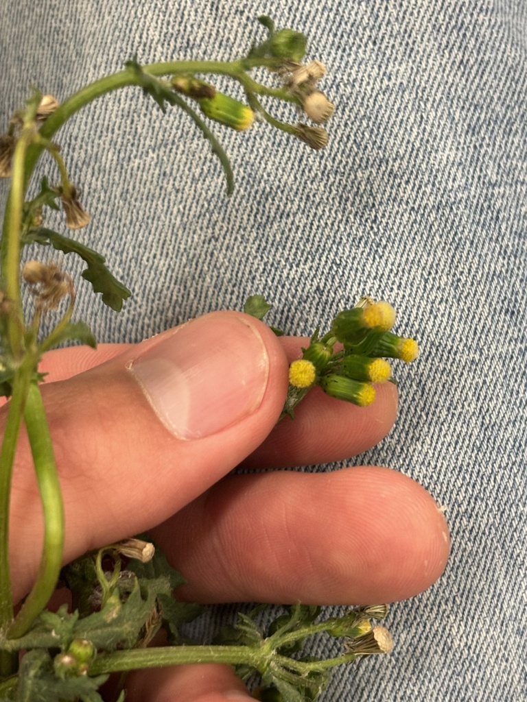 common groundsel from Washington State University, Pullman, WA, US on ...