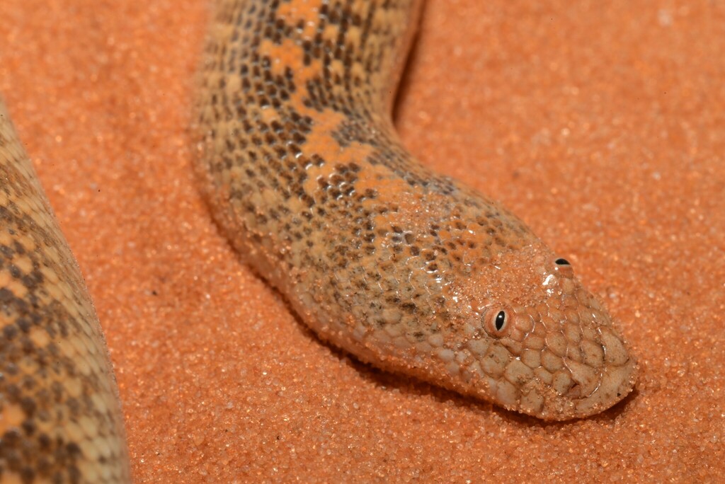 Arabian Sand Boa from J7MR+G2 Al Hayyaniyah Saudi Arabia on September ...