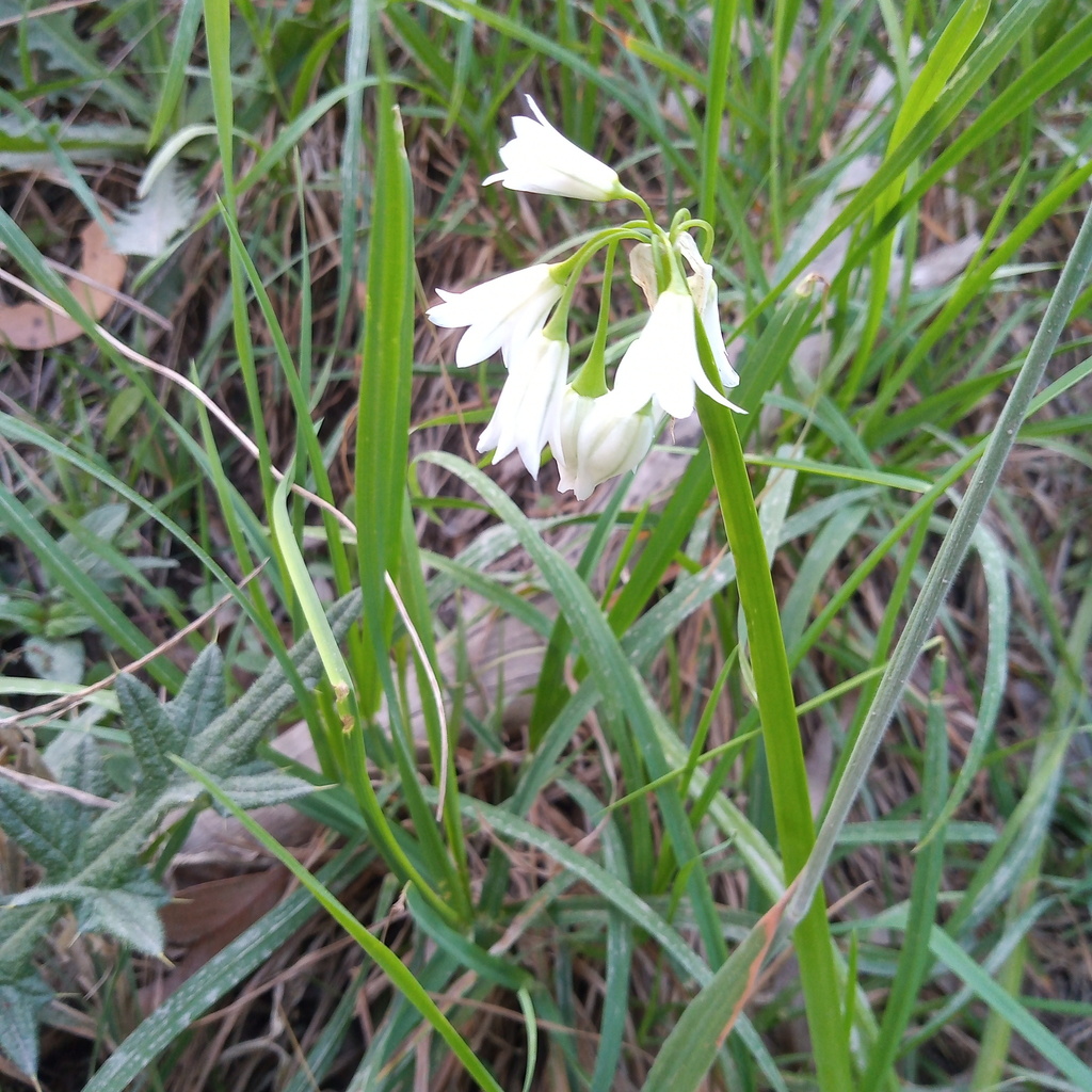 Three-cornered garlic from Belgrave Heights VIC 3160, Australia on ...