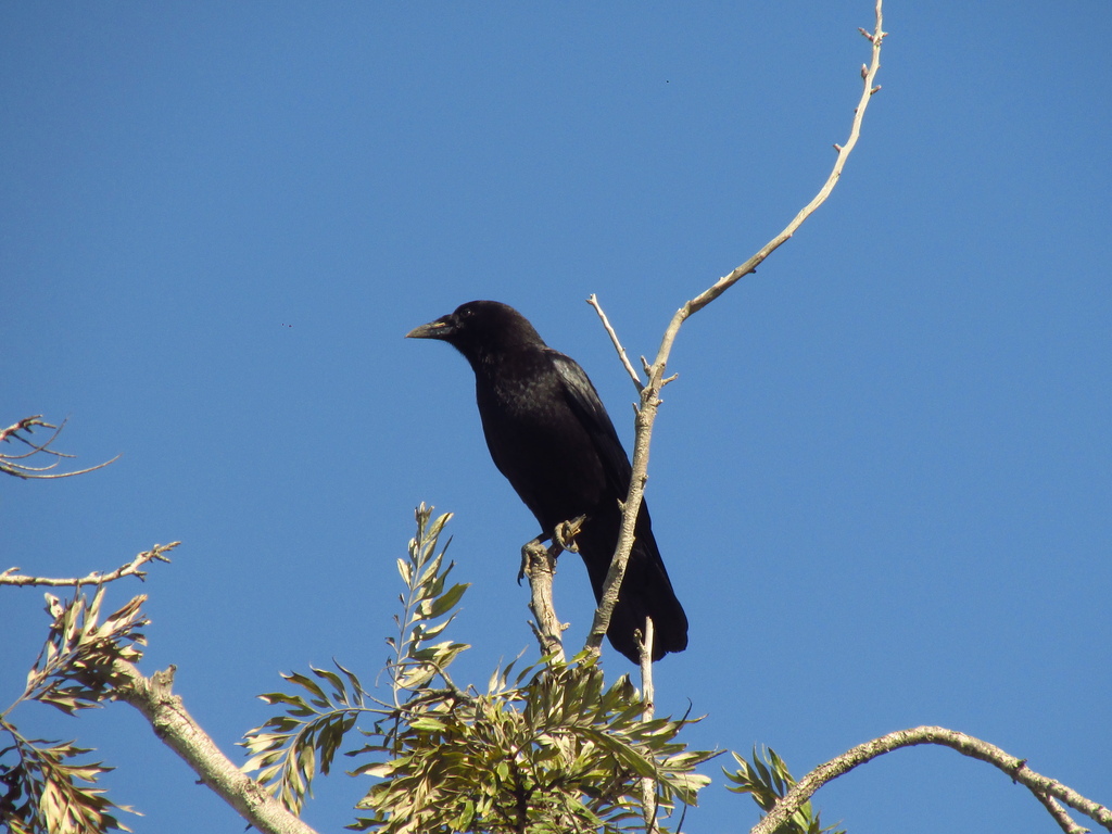 American Crow from Playas de Tijuana, Playas Coronado, Tijuana, B.C ...
