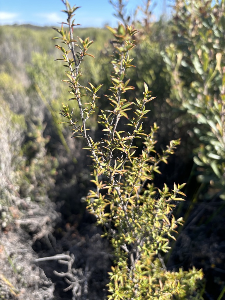 prickly tea-tree from Gum Lagoon SA 5275, Australia on November 5, 2024 ...