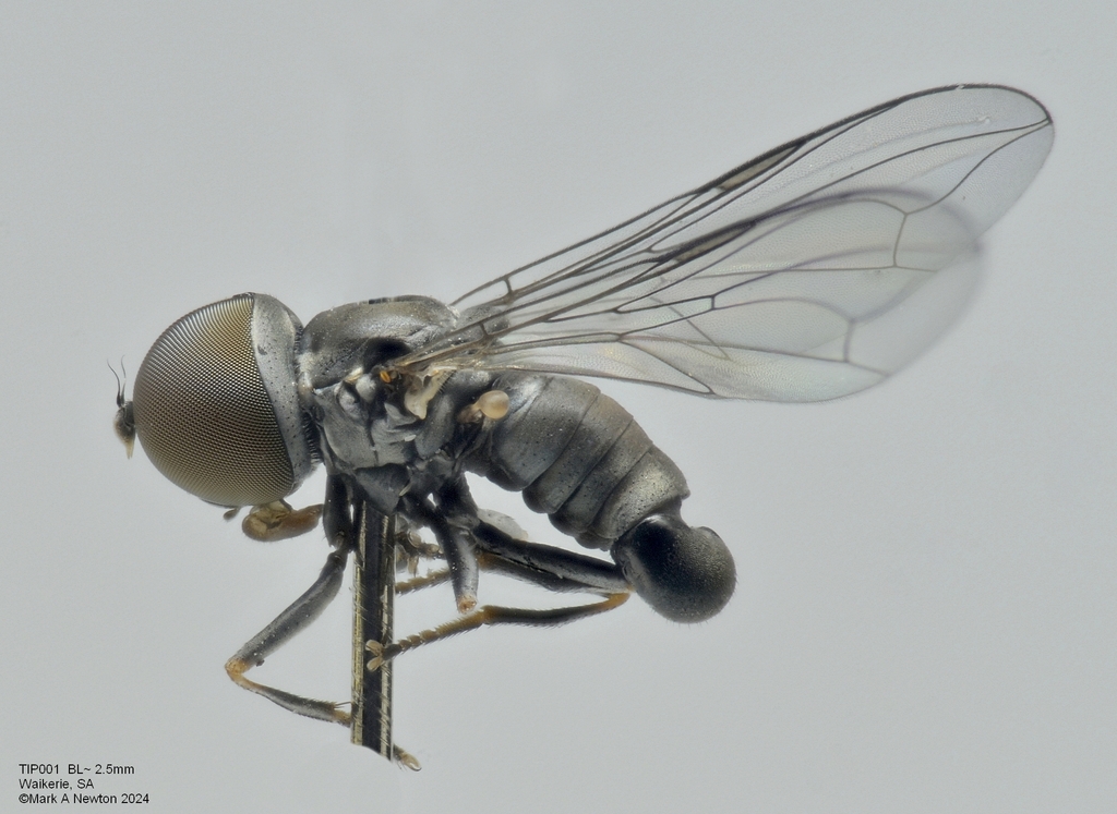 Big-headed Flies from Waikerie SA 5330, Australia on November 5, 2024 ...