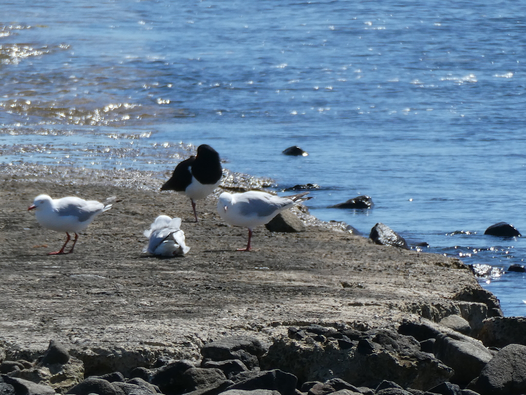 Silver Gull from French Island, Victoria, Australia on November 5, 2024 ...