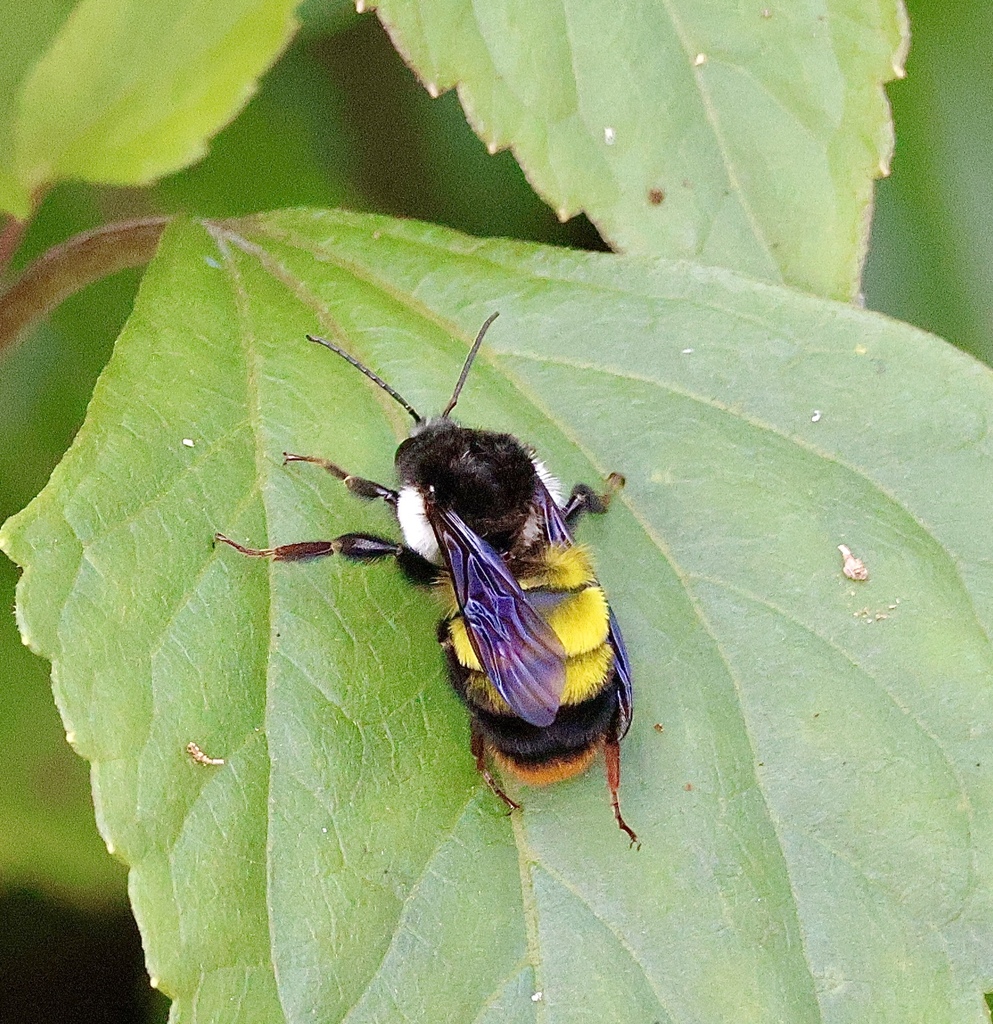 Three-striped Bumble Bee from Benreu, Nagaland 797101, India on October 22, 2024 at 10:26 AM by ...