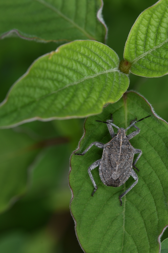 Pseudatelus from Forest, 肯尼亚 on December 4, 2018 at 08:10 AM by 罗心宇 ...