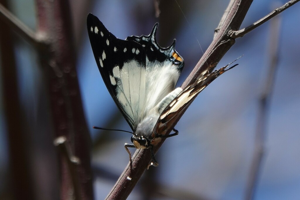 Tailed Emperor from Melbourne VIC, Australia on November 4, 2024 at 10: ...