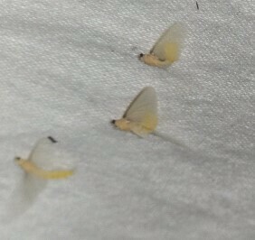 Pale Burrowers from La Macarena, Meta, Colombia on October 30, 2024 at ...