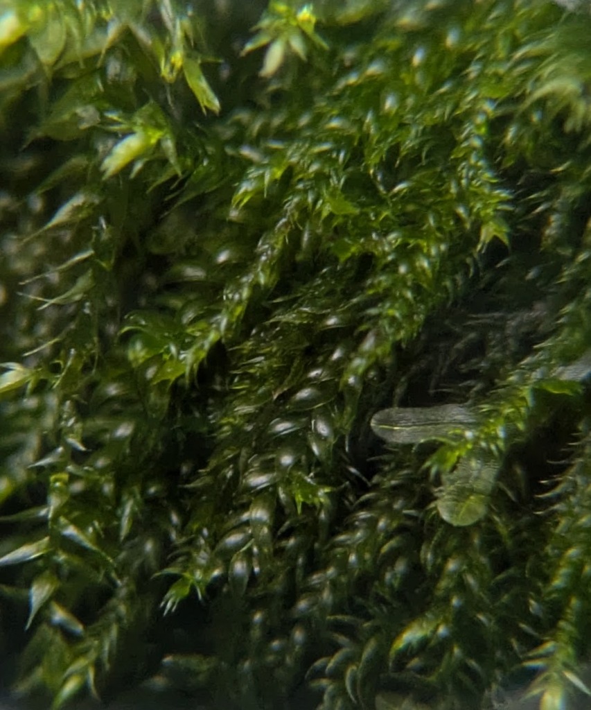 Elegant Silk-moss from Cornwall, UK on October 30, 2024 at 10:12 AM by ...