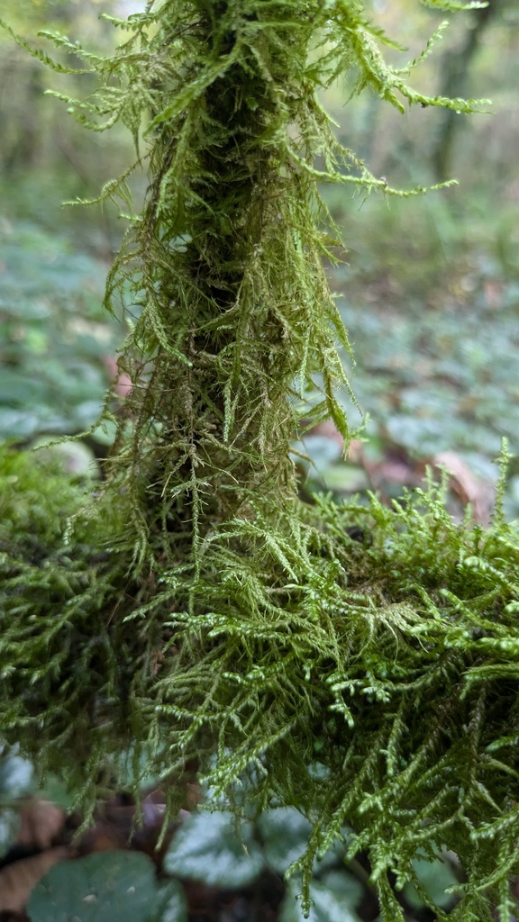 Flat Neckera from Cornwall, UK on October 30, 2024 at 09:44 AM by pipsk ...