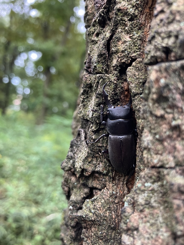 Dorcus rectus rectus in October 2024 by Banana Namekuji · iNaturalist