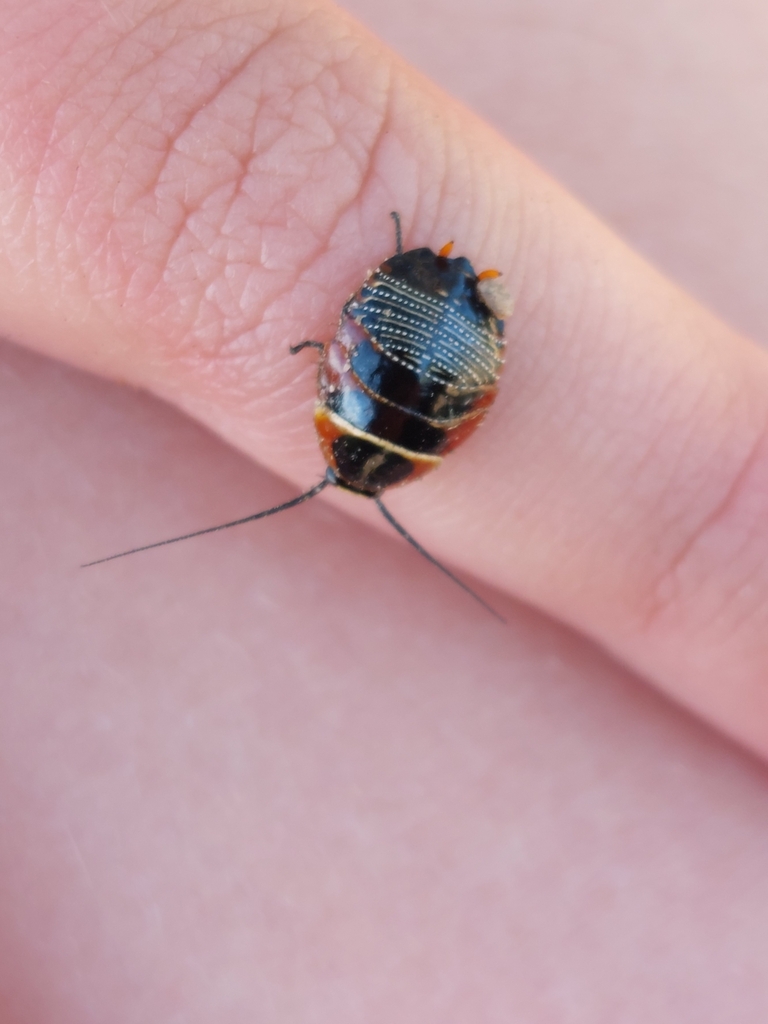 Austral Ellipsidion from Eric Bell Reserve/Forest Dr, Frankston North ...