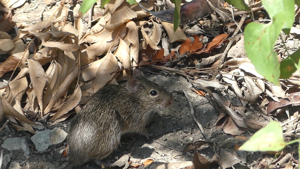 Hispid Cotton Rat from North Pointe Park, 1400 W Hercules Ln, Denton ...