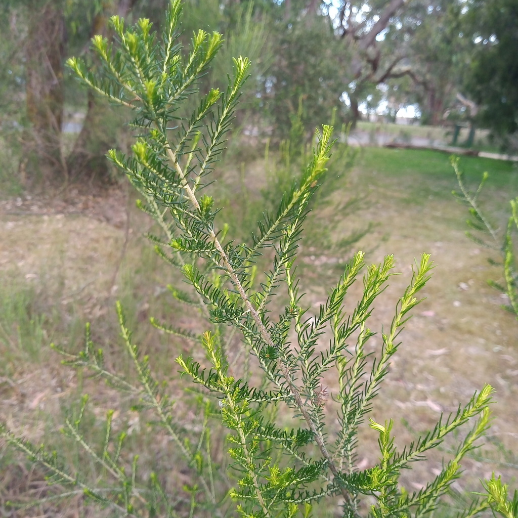 Sifton Bush from Lysterfield VIC 3156, Australia on November 4, 2024 at ...