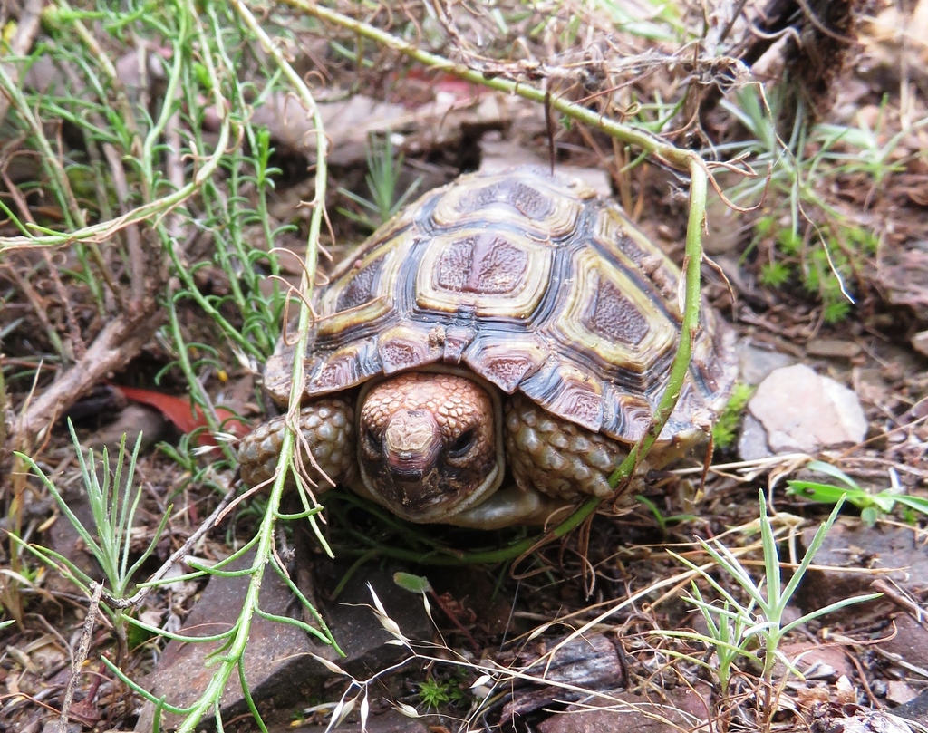 Parrot-beaked Tortoise from Ladismith, 6655, South Africa on November 5 ...