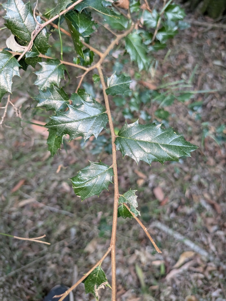 Axe handle Wood from Muirlea QLD 4306, Australia on November 5, 2024 at ...