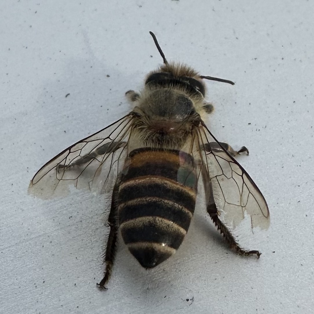 Japanese Honey Bee from 本州, 八王子市, 東京都, JP on November 5, 2024 at 01:59 ...