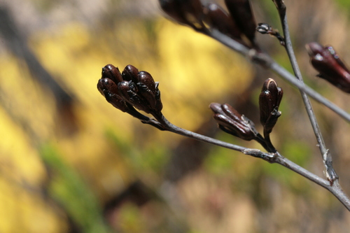 Haemodorum discolor · iNaturalist United Kingdom