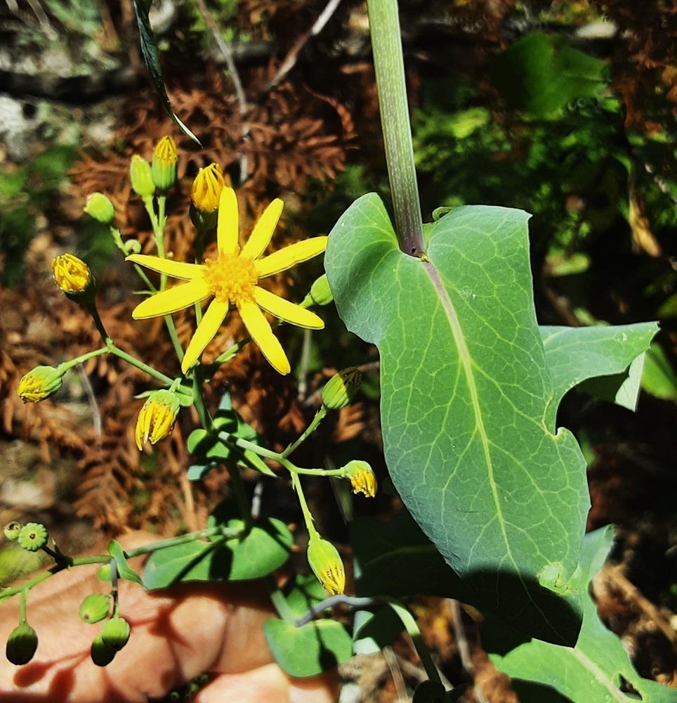 Forest Groundsel from Gardens of Stone SCA, Lidsdale NSW 2790 ...