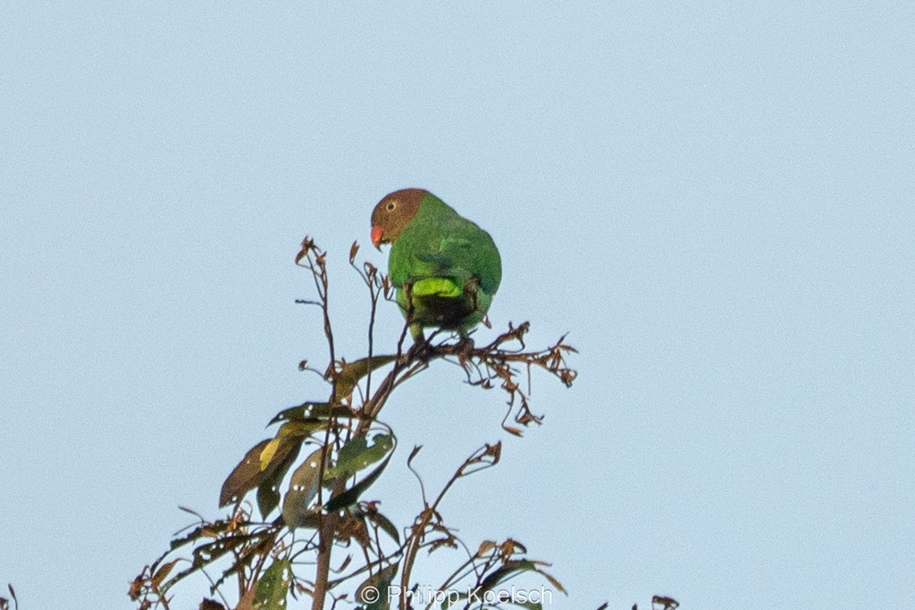 Red-cheeked Parrot from Iron Range QLD, Australia on July 28, 2024 at ...