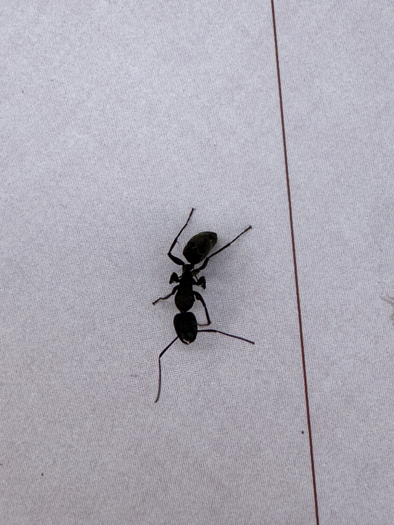 Japanese Carpenter Ant from Нака, Нагоя, Айти, Япония on October 26 ...