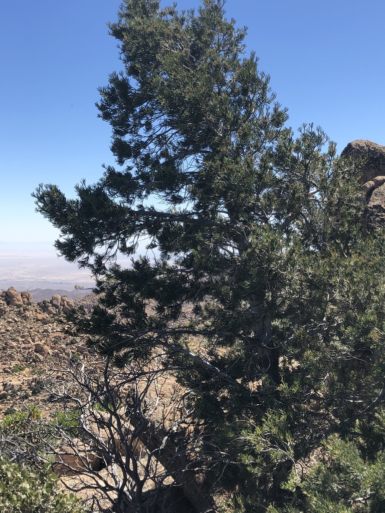 Parry pinyon from 92251, Imperial, CA, US on June 28, 2019 at 10:37 AM ...