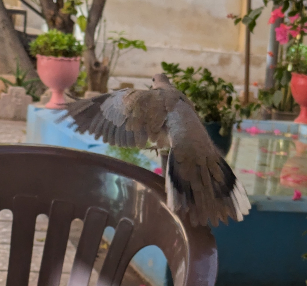 Laughing Dove from District 8, Shiraz, Fars Province, Iran on November ...
