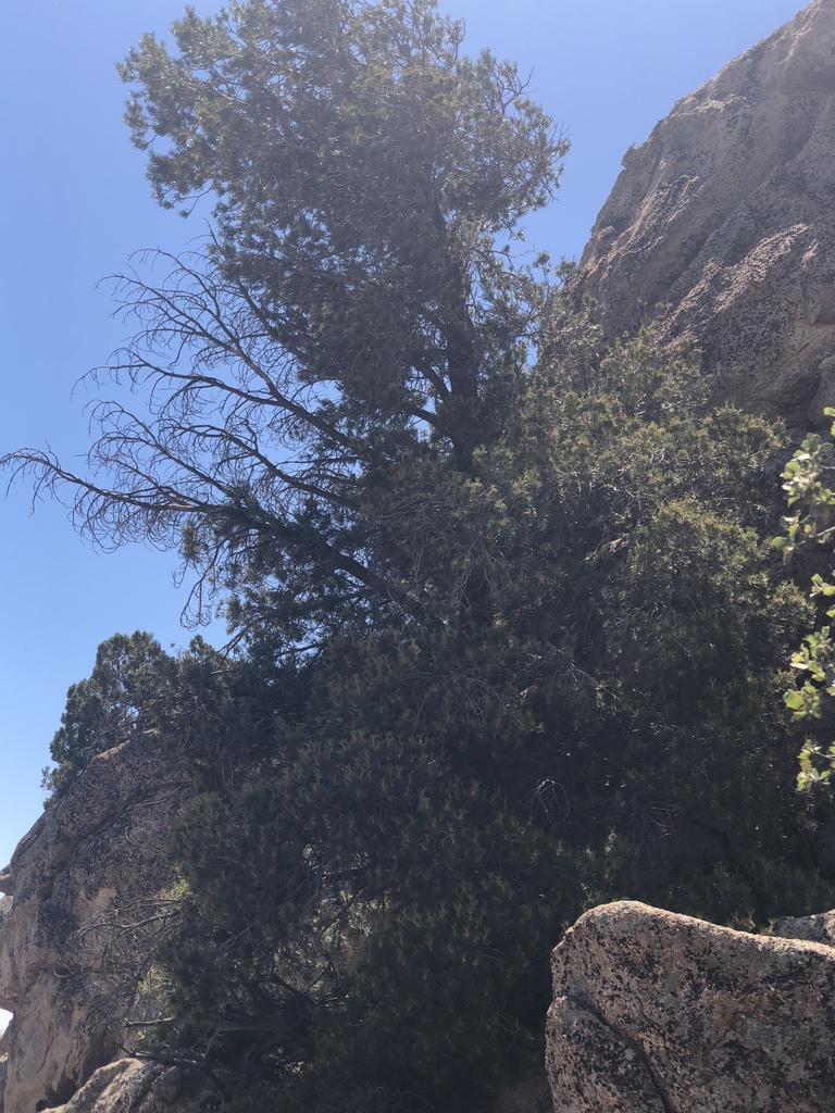 Parry pinyon from 92251, Imperial, CA, US on June 28, 2019 at 10:42 AM ...