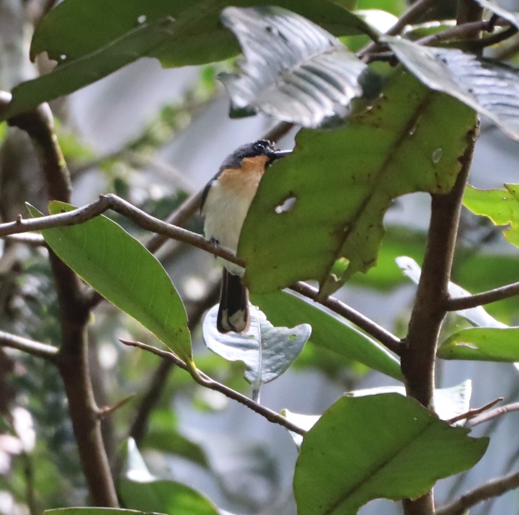 Moluccan Spectacled Monarch from Baru, Obi, South Halmahera Regency ...