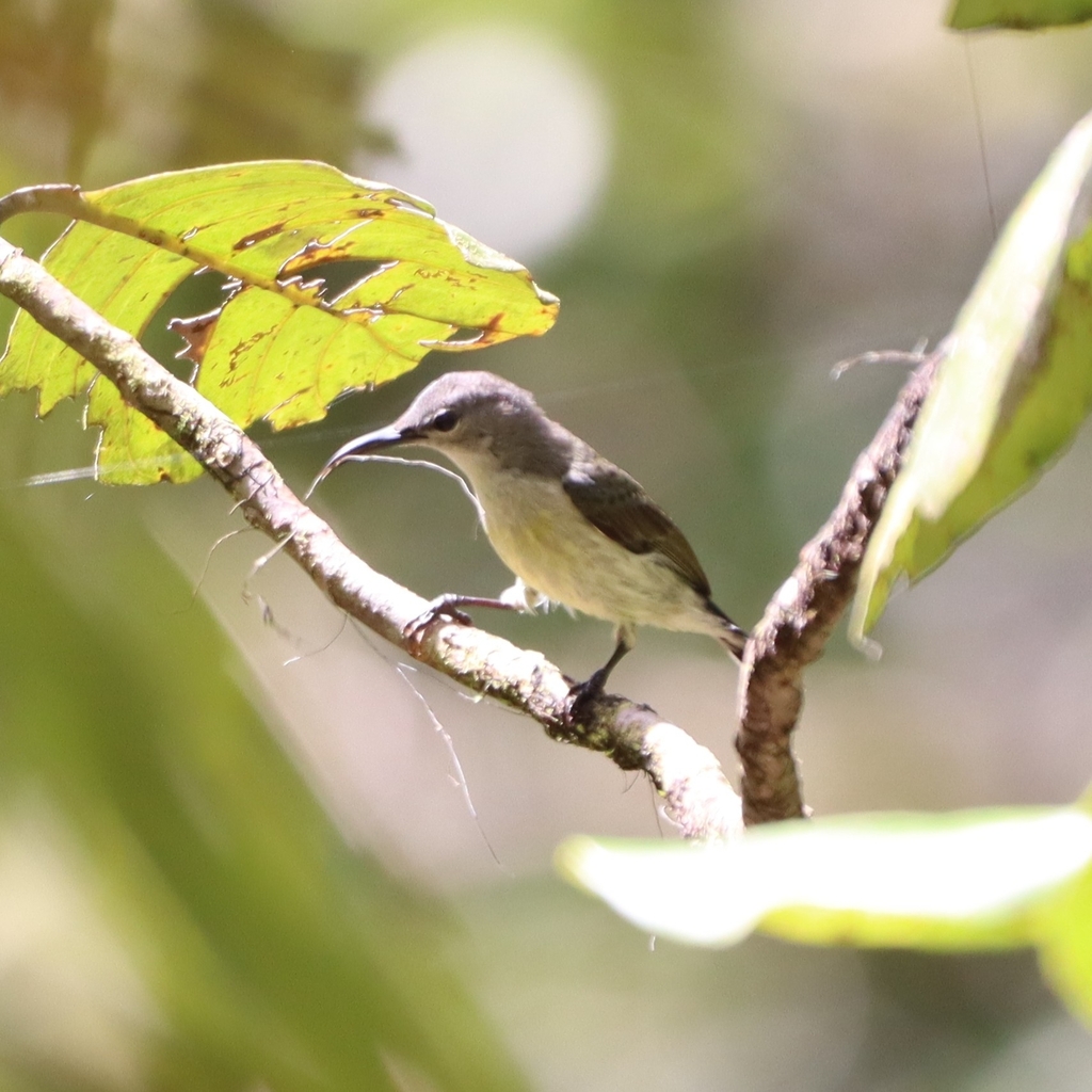 Black Sunbird from Baru, Obi, South Halmahera Regency, North Maluku ...