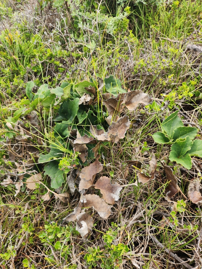 Common Burnleaf from De Kelders, 7220, South Africa on November 5, 2024 ...