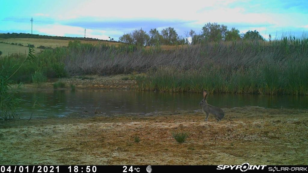 Scrub Hare in January 2021 by Marion Maclean · iNaturalist