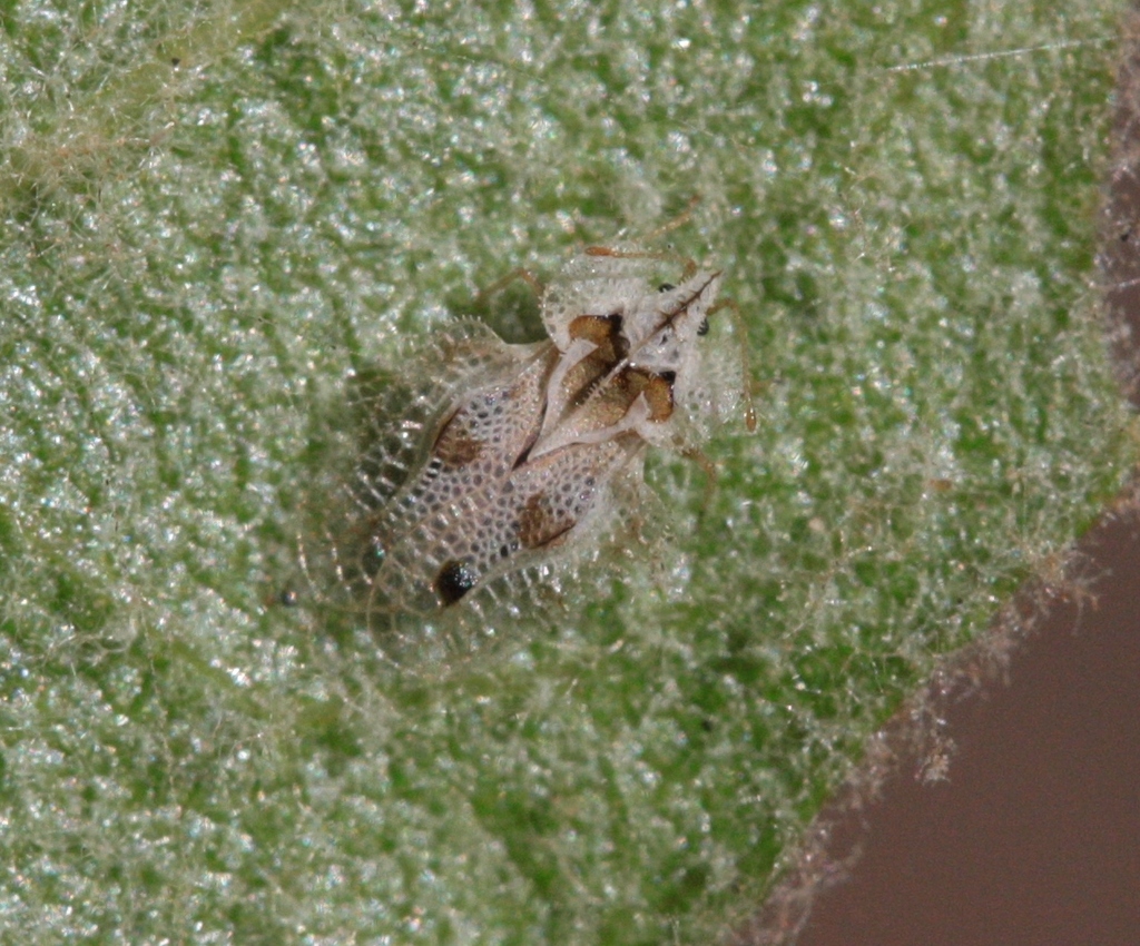 Western Sycamore Lace Bug (McClellan Ranch Preserve Insects) · iNaturalist
