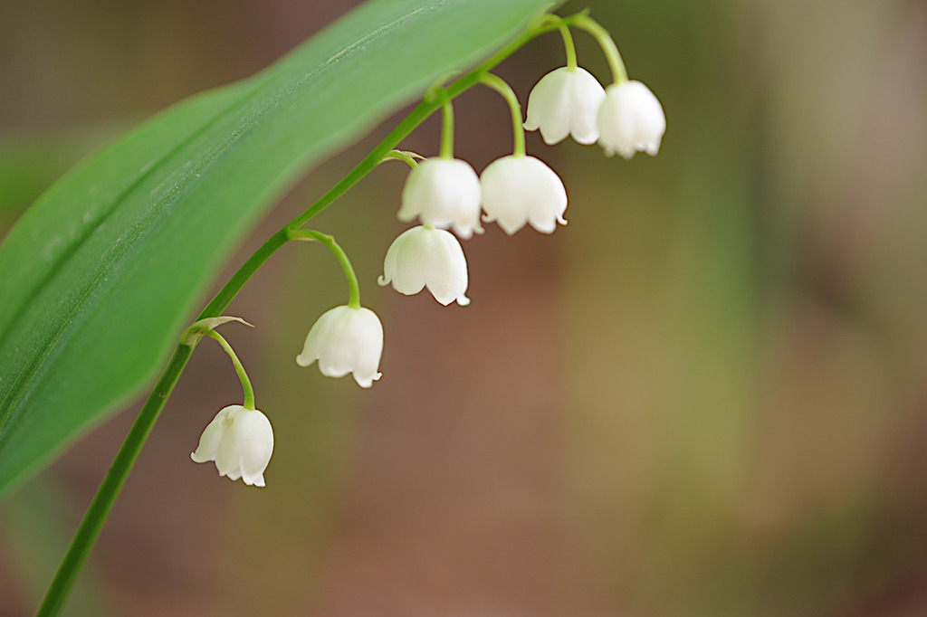 European lily of the valley from Parco Naturale Laghi di Avigliana on ...