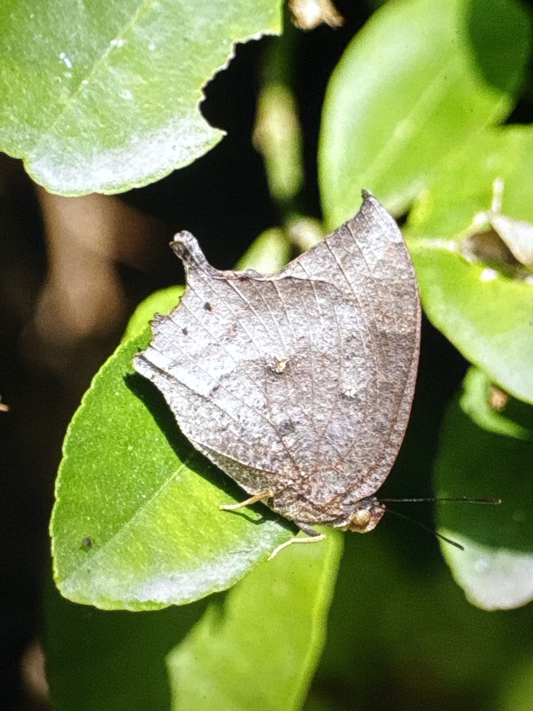 Tropical Leafwing from W B St, Mission, TX, US on November 2, 2024 at ...