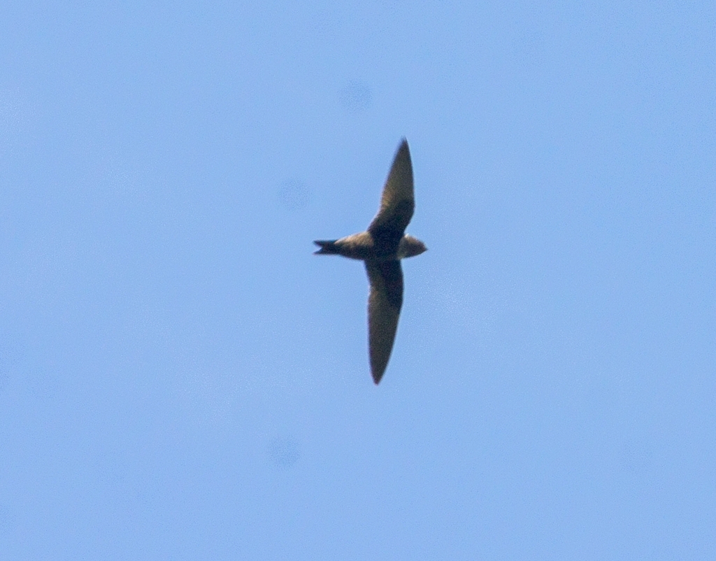 White-collared Swift from Huizúcar, El Salvador on November 3, 2024 at 08:04 AM by Adalberto ...