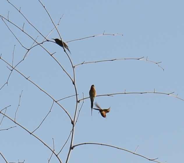 Blue-tailed Bee-eater from Aguilar, Pangasinan, Philippines on November ...