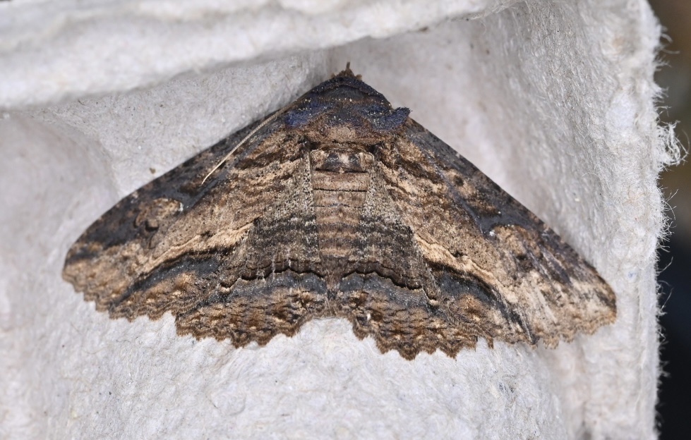 Lunate Zale Moth from FWR Dickson Wilderness Area, North Dumfries ...