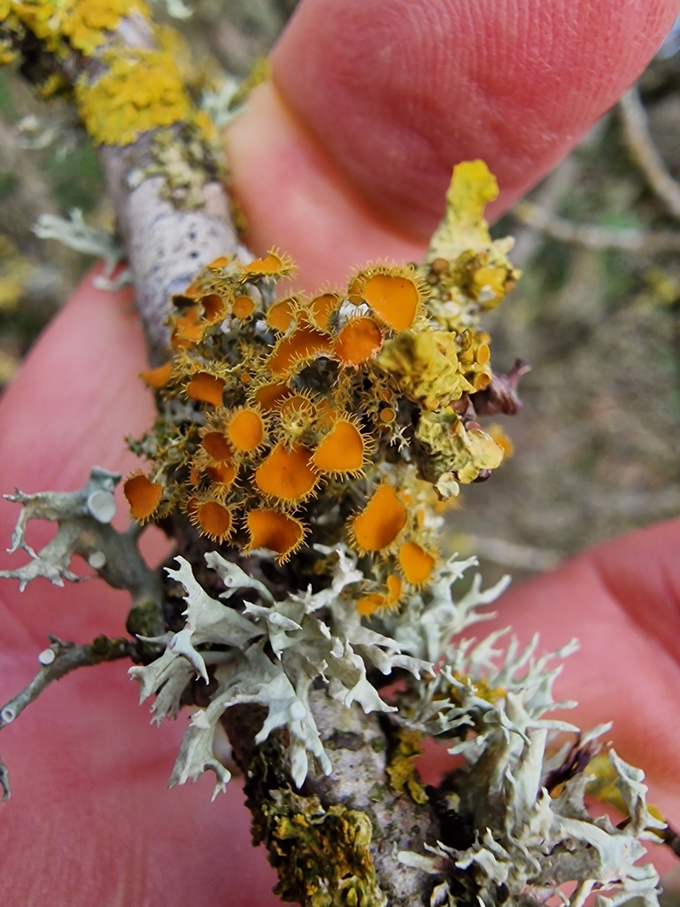 Golden-eye Lichen in November 2024 by Sim Elliott · iNaturalist