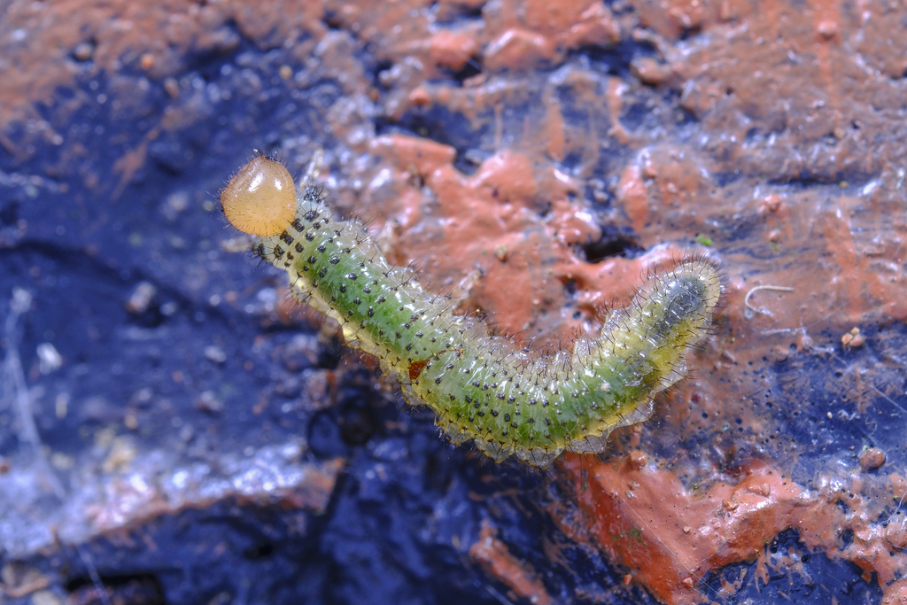 Azalea Argid Sawfly from 中国福建省南平市武夷山市 on October 8, 2024 at 05:10 PM by ...