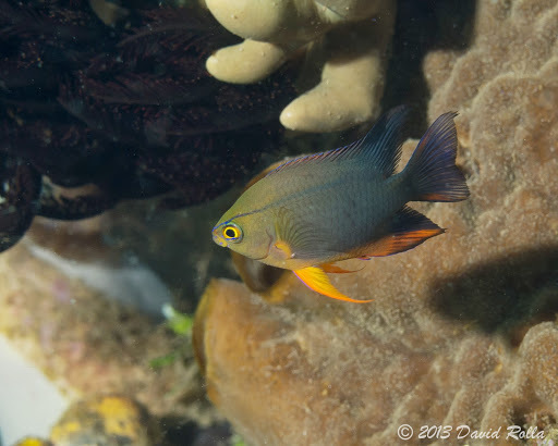 Cross's Damselfish (Neoglyphidodon crossi) - Marine Life Identification