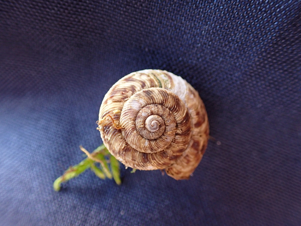 Flamed Tigersnail from General James Taylor Park, Newport, KY, US on ...