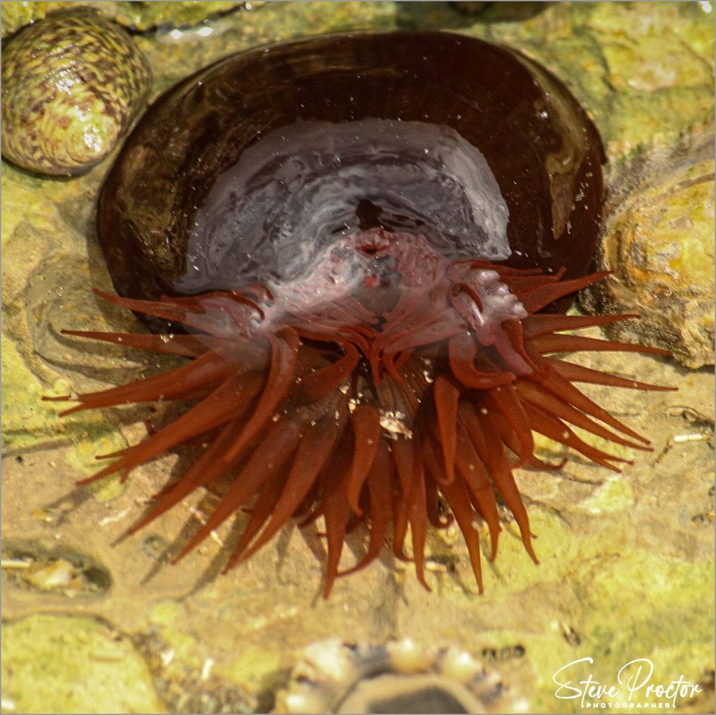 Atlantic Beadlet Anemone from 85520 Jard-sur-Mer, France on July 20 ...