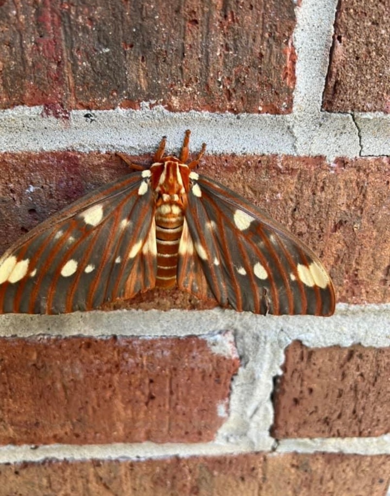 Regal Moth from Fort Johnson, Fort Johnson, LA, US on August 14, 2023 ...