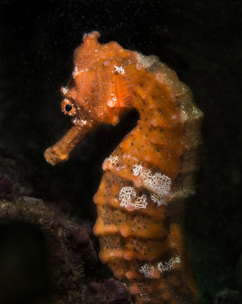 Giant Seahorse (Hippocampus ingens) - Marine Life Identification