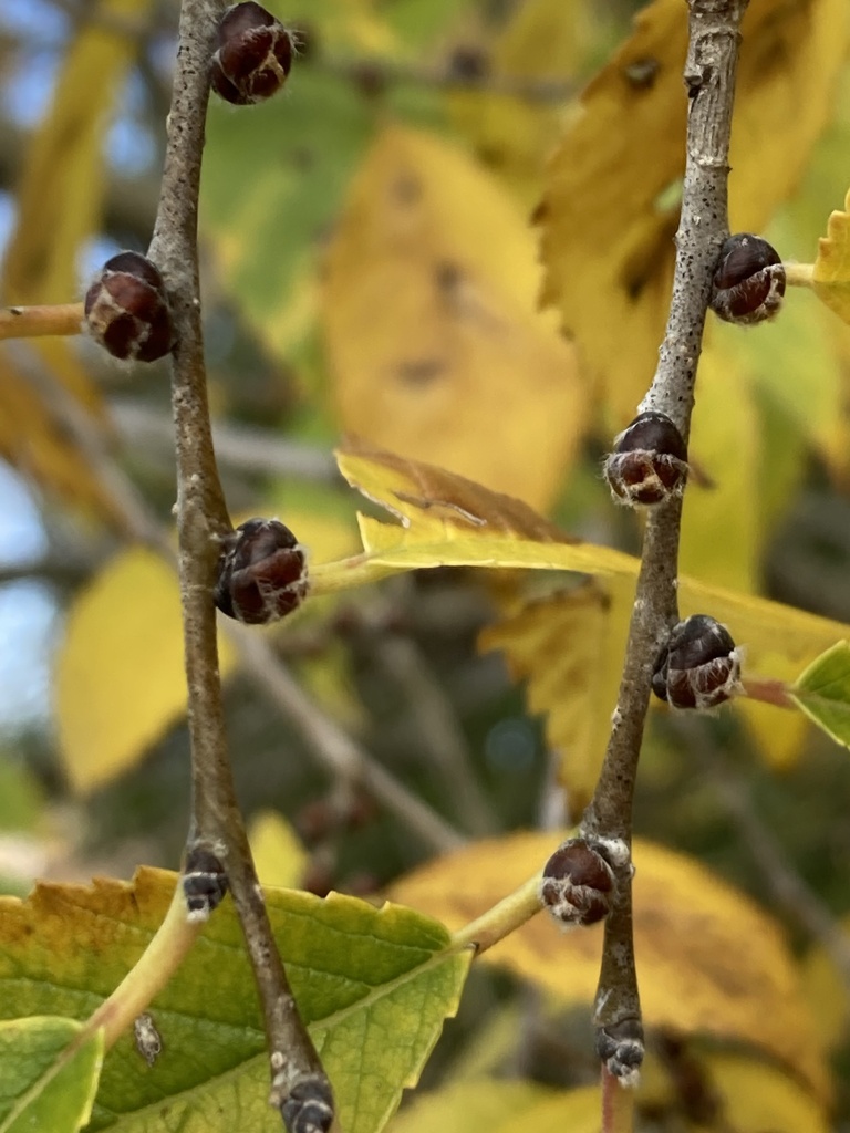 Siberian elm from Stuyvesant, NY, US on November 5, 2024 at 11:11 AM by ...