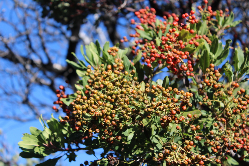 Toyon from East Peak, California 94941, USA on November 4, 2024 at 09: ...