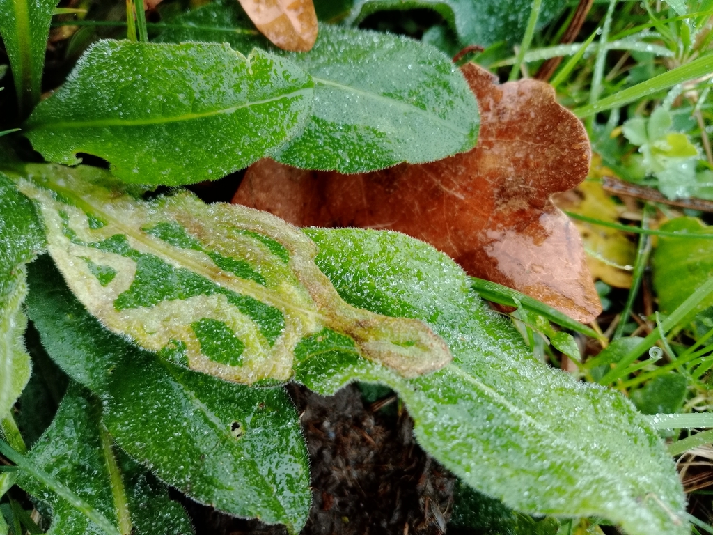 Sphaeroderma from Bailrigg, Lancaster LA1 4ZP, UK on November 5, 2024 ...